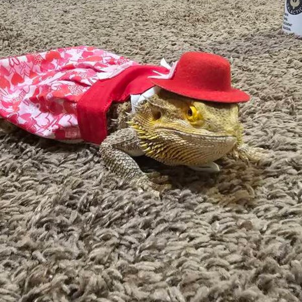 Bearded Dragon Costume Mermaid Outfit MADE IN AMERICA - Etsy