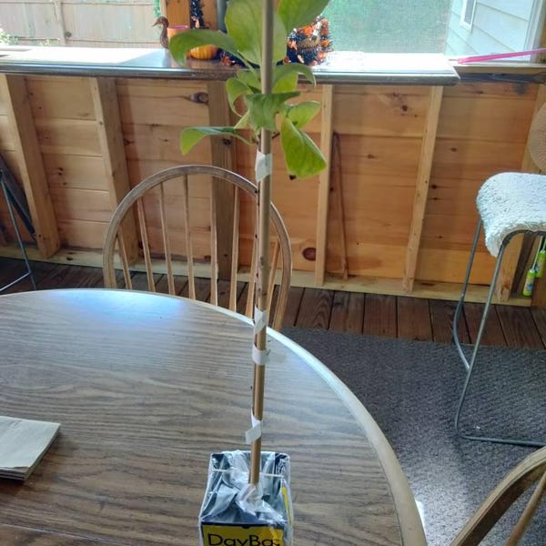 Little Limelight Hydrangea Live Plant 12-18" in Height in an #3 ...