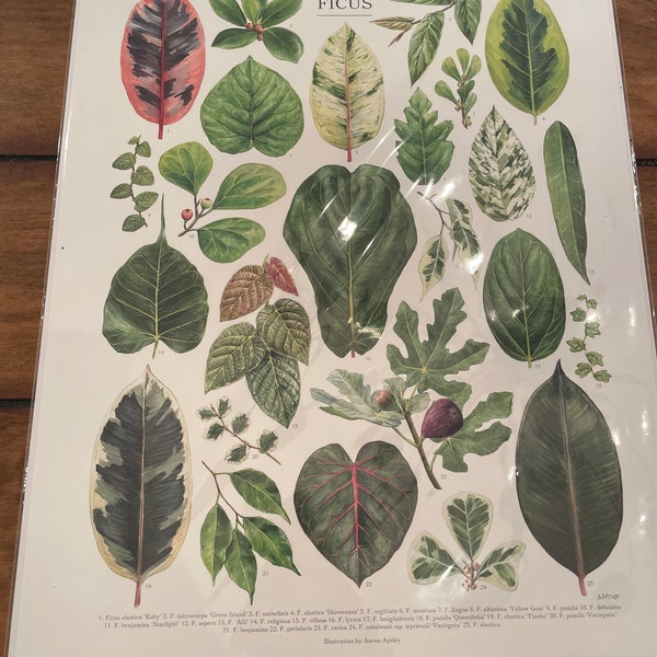 Ficus Species Print • Houseplant Fig Varieties ID Chart Featuring 25 ...