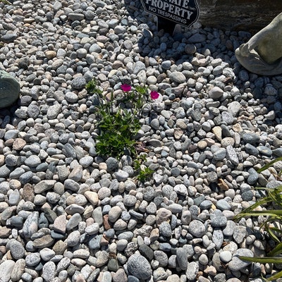Culvers Root 'fascination' Purple Pink, Tall Flower Spikes, Butterfly ...