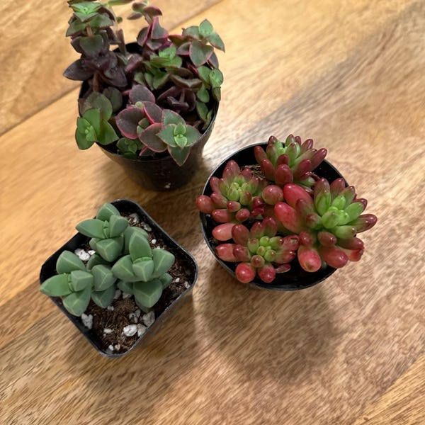 Calico Kitten | 2.5 Inch | Crassula Marginalis Rubra Variegata | Live ...