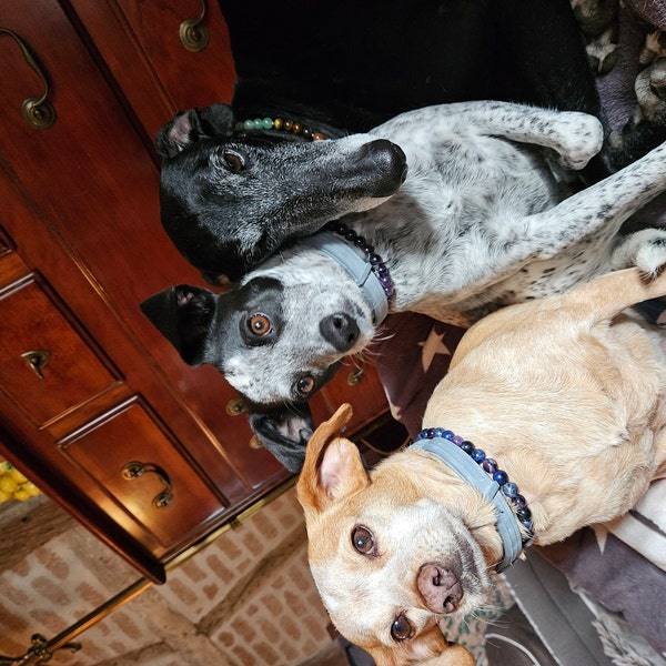 Collar Anti Tick and Fleas With Turquoise - Lithotherapy for Dogs - Etsy