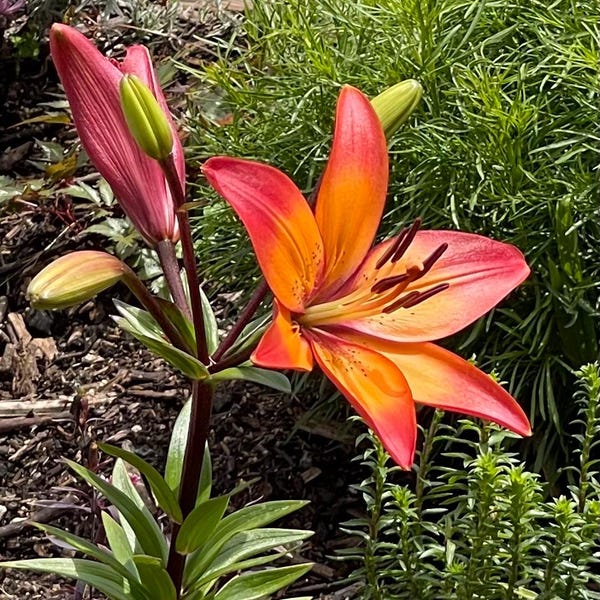 Royal Sunset Lily Flower Bulbs - Vibrant Orange, Yellow, Purple-pink ...