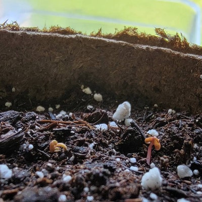 40 Sugar Baby Watermelon Seeds Citrullus Lanatus CI4040 - Etsy