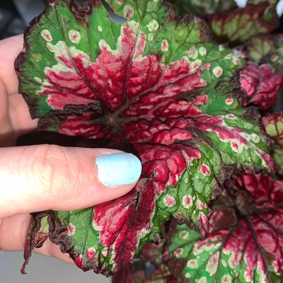 Rex Begonia 'festive Red & Green' - Etsy