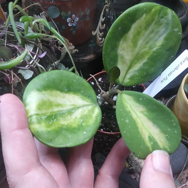 Hoya Obovata 'picta' Easy Variegated Hoya Plant. Rooted Plant Shipped ...