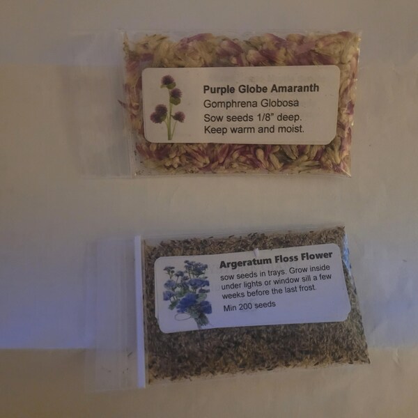 Tulip Poplar Tree Seeds 15 Seeds Black Swallowtail Butterfly Host ...