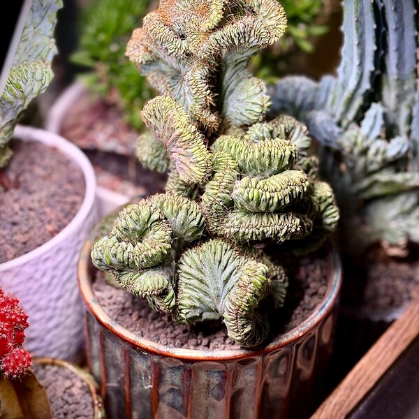 Stapelia Gigantea - Carrion Plant Succulent - Exact Specimen - Etsy