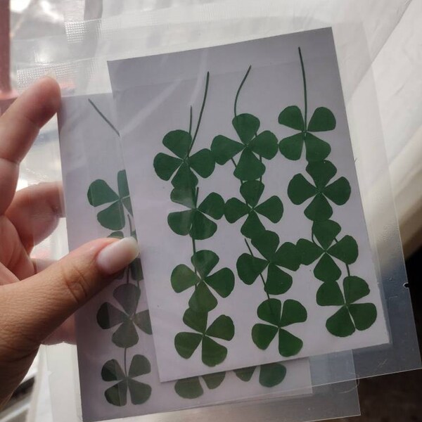 Pressed Dried 4 Leaf Clover for Floral Art Craft Resin Cast - Etsy