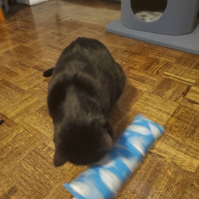 KITTY KICKERS 14 Long X 3 Wide. Made With Fresh CATNIP by ...