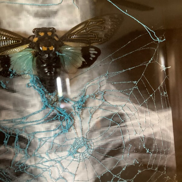 Tosena Splendida Spread, Blue Cicada , Real Cicada, Entomology, Real ...