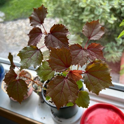 HEAVEN BLUE MILKWEED Tweedia Seeds Rare Blue Milkweed / Blue Milkweed ...