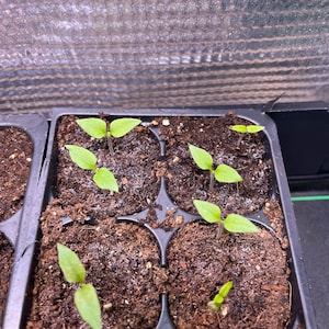 Korean Gochu Pepper Seeds - Etsy