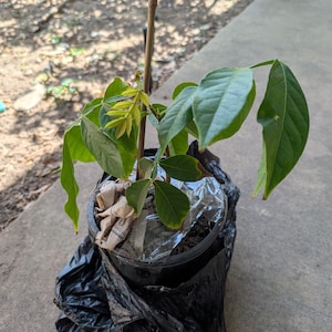 Fruit Cocktail Mango Tree - Grafted Tree - 1 to 2 Feet Tall -grafted ...