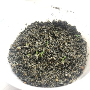 Cold Hardy Chili Pepper Seeds Capsicum Flexuosum Aka - Etsy Canada