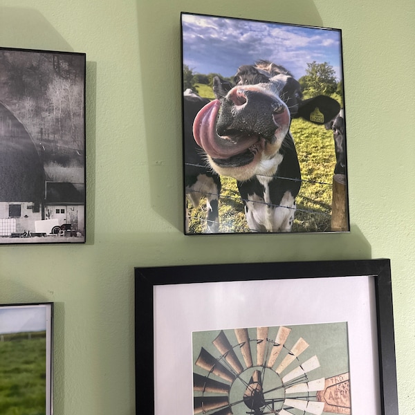 Moo-velous Cow Picture Collection - Etsy