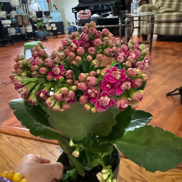 4 Inch Live Potted magenta Kalanchoe Kalandiva Double Blooms - Etsy