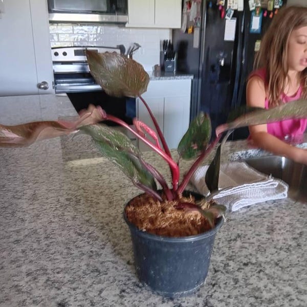 Scindapsus Mayari Variegated in a Nursery Pot | Rare Scindapsus Single ...