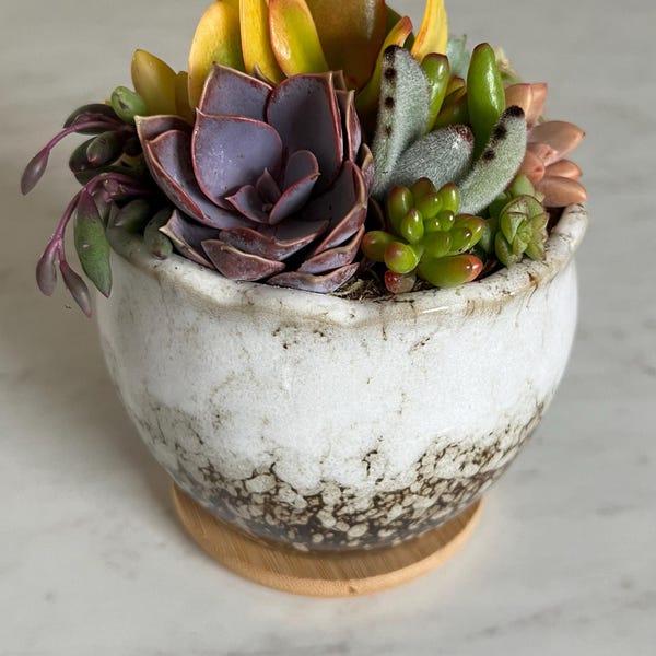 Teacup and Saucer Succulent Arrangement - Etsy