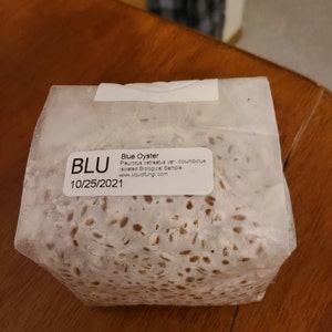 Elm Oyster Mushroom Liquid Culture Syringe Spore Free Live | Etsy