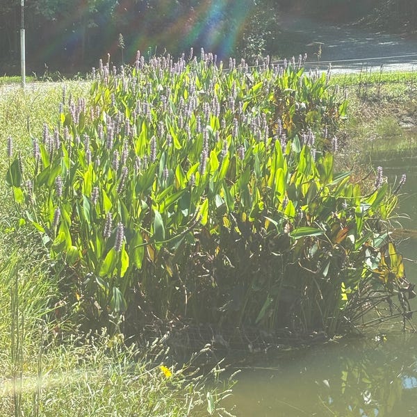 Carex Lurida Shallow Sedge Bareroot Wetland Restoration Live Plant ...
