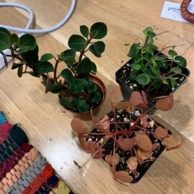 Peperomia Fagerlindii - Etsy