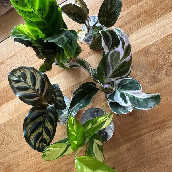 Calathea Assorted Starter Pack | Calathea Starter Plants | Rooted ...
