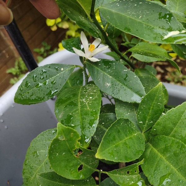 Cacao Tree Starter Plant – Live Tropical Fruit Tree (theobroma Cacao ...