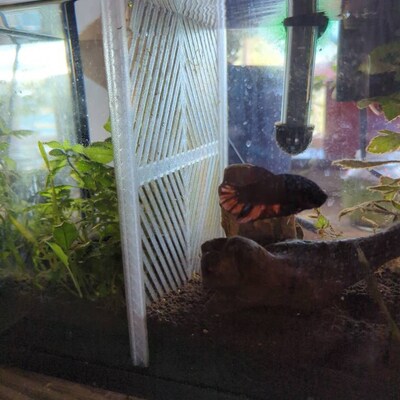 Adjustable Betta Hoop Betta Olympics Training Beginner - Etsy