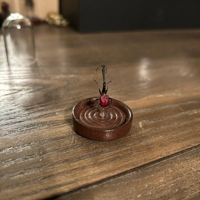 W39b Entomology Taxidermy Glass Dome Display Locust Cicada - Etsy