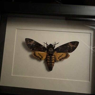 Real Framed Death Head Hawk Moth, Acherontia Atropos Shadow Box Frame ...