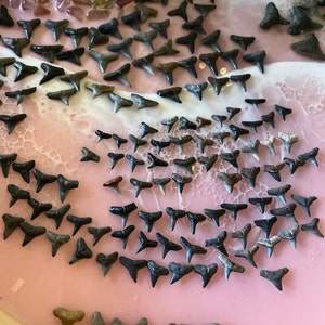 Make Yer Own Shark Art Kit Reef Shark - Etsy