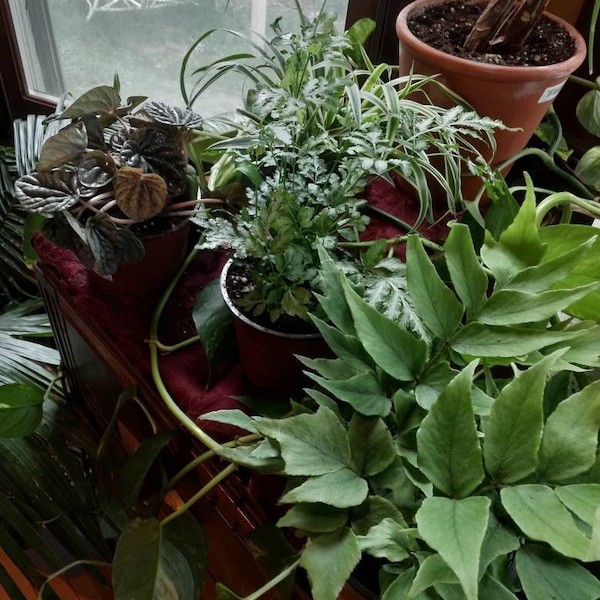 Houseplant Variety Pack (4 Plants) (4" Pots)*easy Care *assorted ...