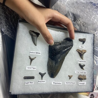 XL Premium 10 Piece Megalodon Era Authentic Fossil Shark Teeth ...