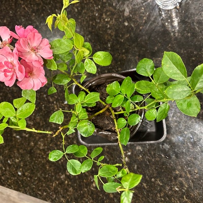 Rare New Rose. Red Juicy Terrazza. 红果汁flower Machine. Continue Blooming ...