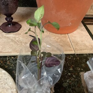 Snick Snack Pepper Seeds - Etsy