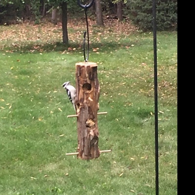 Gilwood Slot Box Bluebird House - Etsy