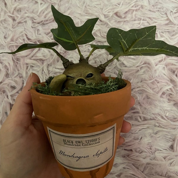 Mandrake With Pot - Hand Painted - Etsy