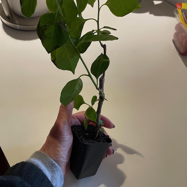 Royal Intenz Magnifica Medinilla Plant~~live Well Rooted Starter Plant ...