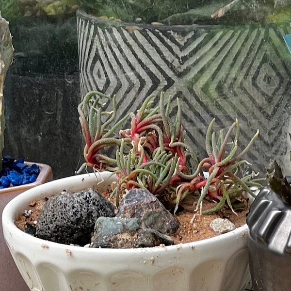 Rare Caudex, Phyllobolus Resurgens, Old Stem, Live Plant - Etsy