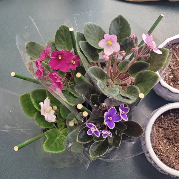 2" Mini African Violets Set (2 Assorted Plants) - Etsy