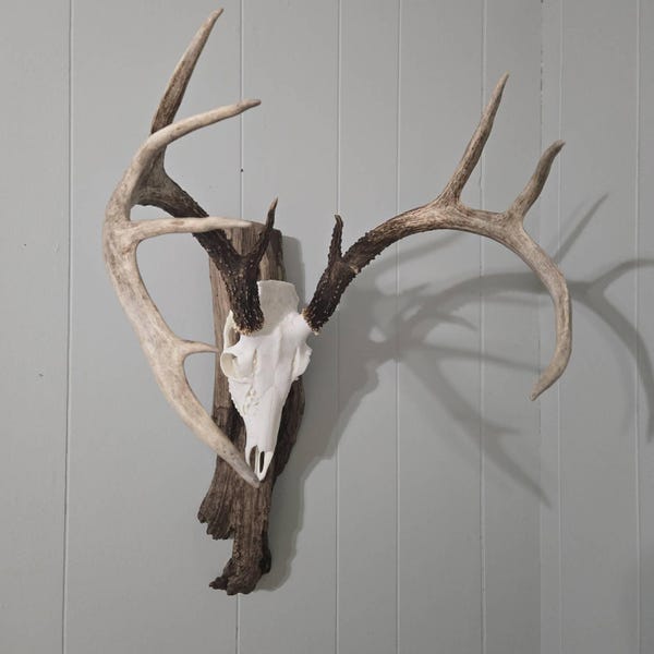 European Mount Composite Driftwood Plaque - Etsy