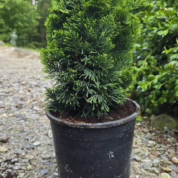 Rhododendron Roseum Elegans - Pink Blooms - Will Grow to Seven Feet ...