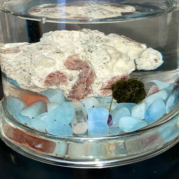 Java Moss Ball Nano Packs Live Aquarium Plant for Terrariums ...