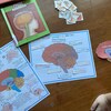Human Brain Anatomy Bundle, Printable Homeschool Curriculum Preschool ...