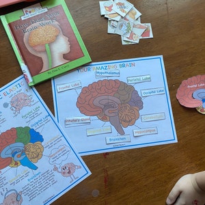 Human Brain Anatomy Bundle, Printable Homeschool Curriculum Preschool ...