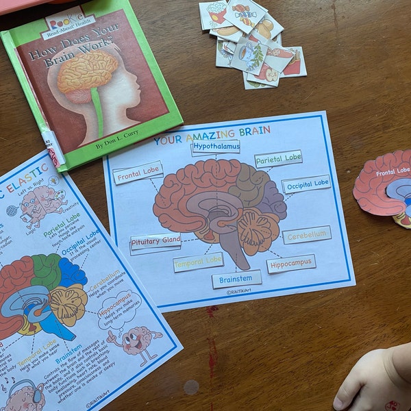 Human Brain Anatomy Bundle, Printable Homeschool Curriculum Preschool ...