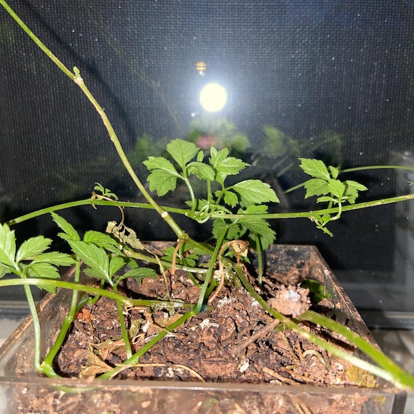 Vetiver LIVE PLANT Vetiver Zizanioides Ayurvedic Plant 4 Pot - Etsy