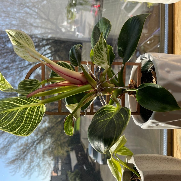 Ladder Arch Indoor Plant Trellis (3 Sizes for 2-6" Pots) | Mini & Small ...