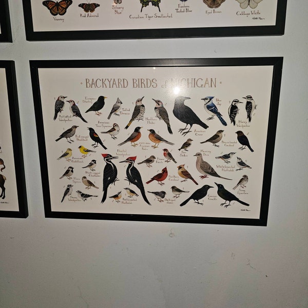 Michigan Freshwater Fish Field Guide Art Print / Fish Nature Study ...